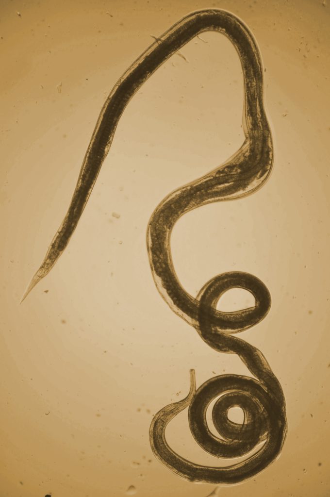 Gut And Lung Worms Cows Promoting Sustainable Control Of Cattle Parasites