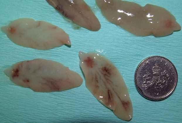 Liver and Rumen Fluke - COWS - Promoting Sustainable Control of Cattle ...