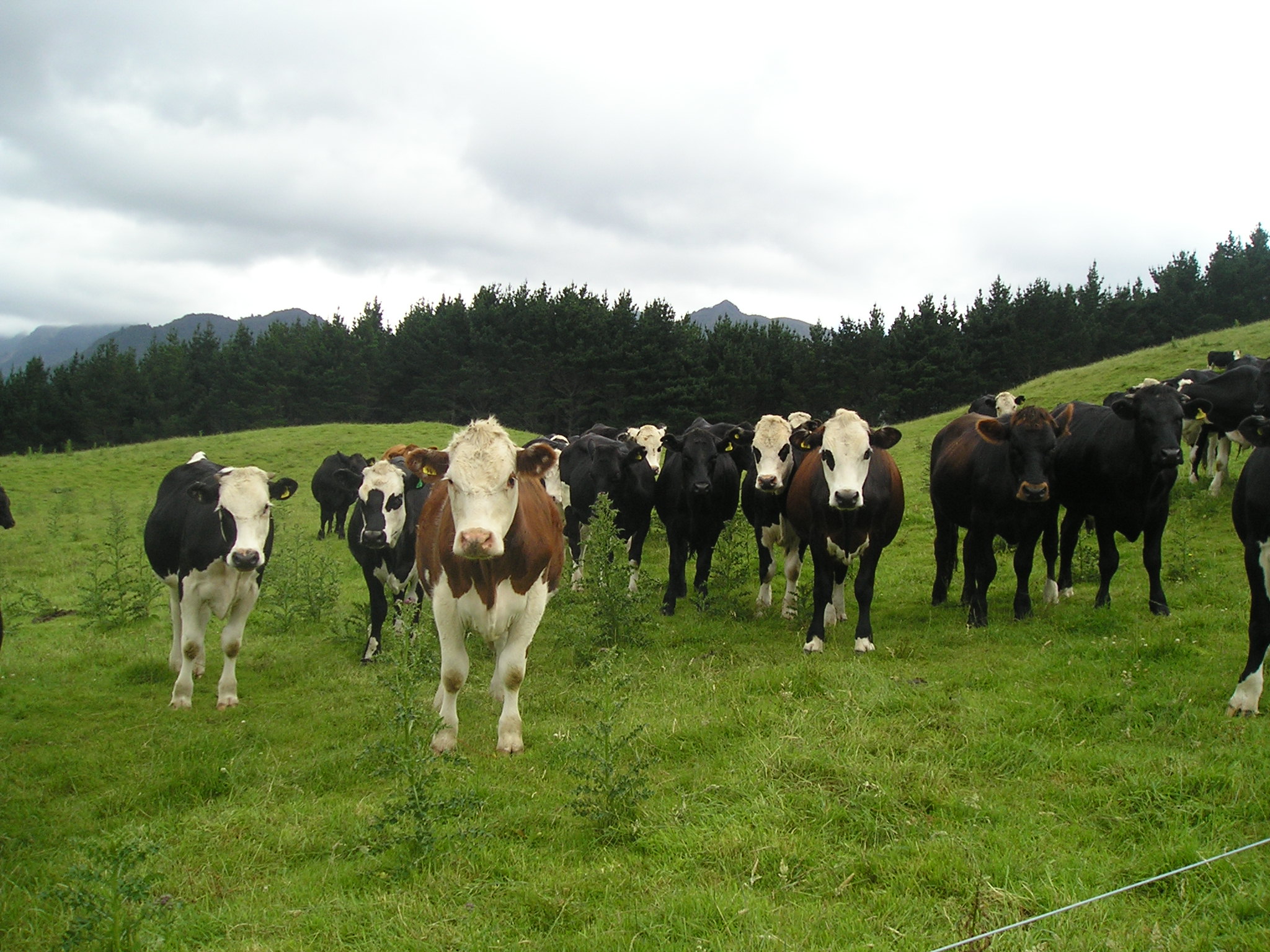 New Guidance from COWS - Integrated Parasite Control - COWS - Promoting ...