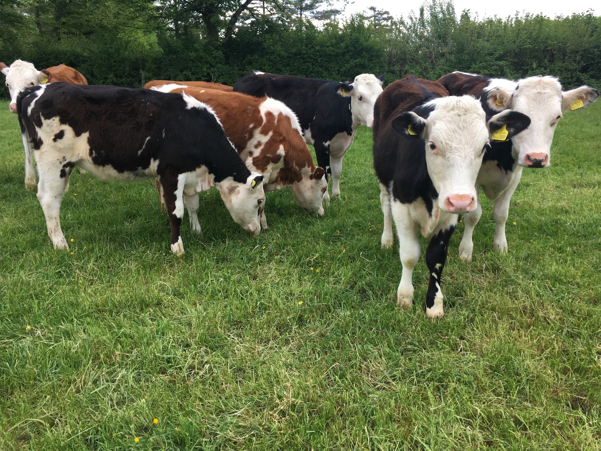 Test before treating calves with wormer this spring - COWS - Promoting ...
