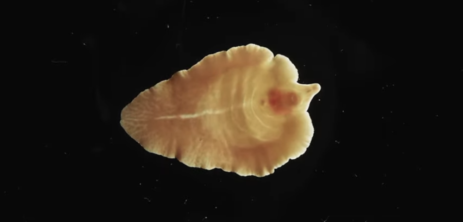 Introducing the new lateral flow test for liver fluke - Zoom on 7 ...