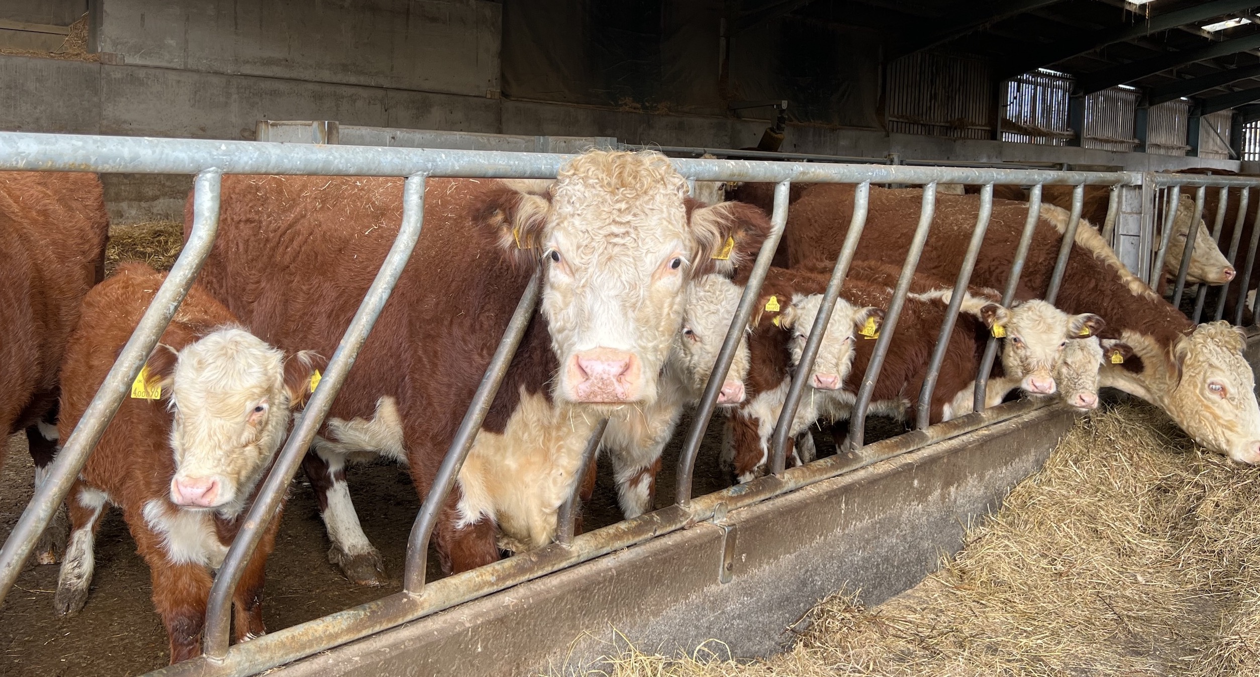 Testing this winter is key to liver fluke control - COWS - Promoting ...