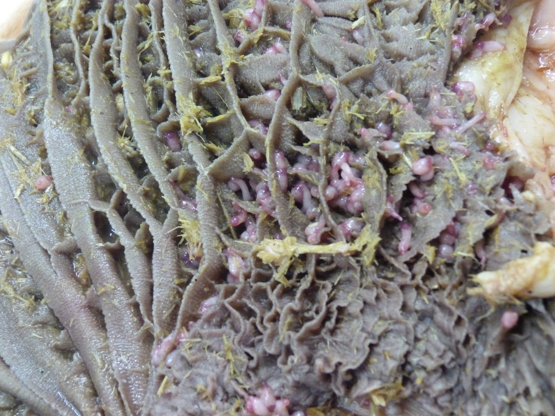 Do not overreact to rumen fluke figures in faecal egg count results ...