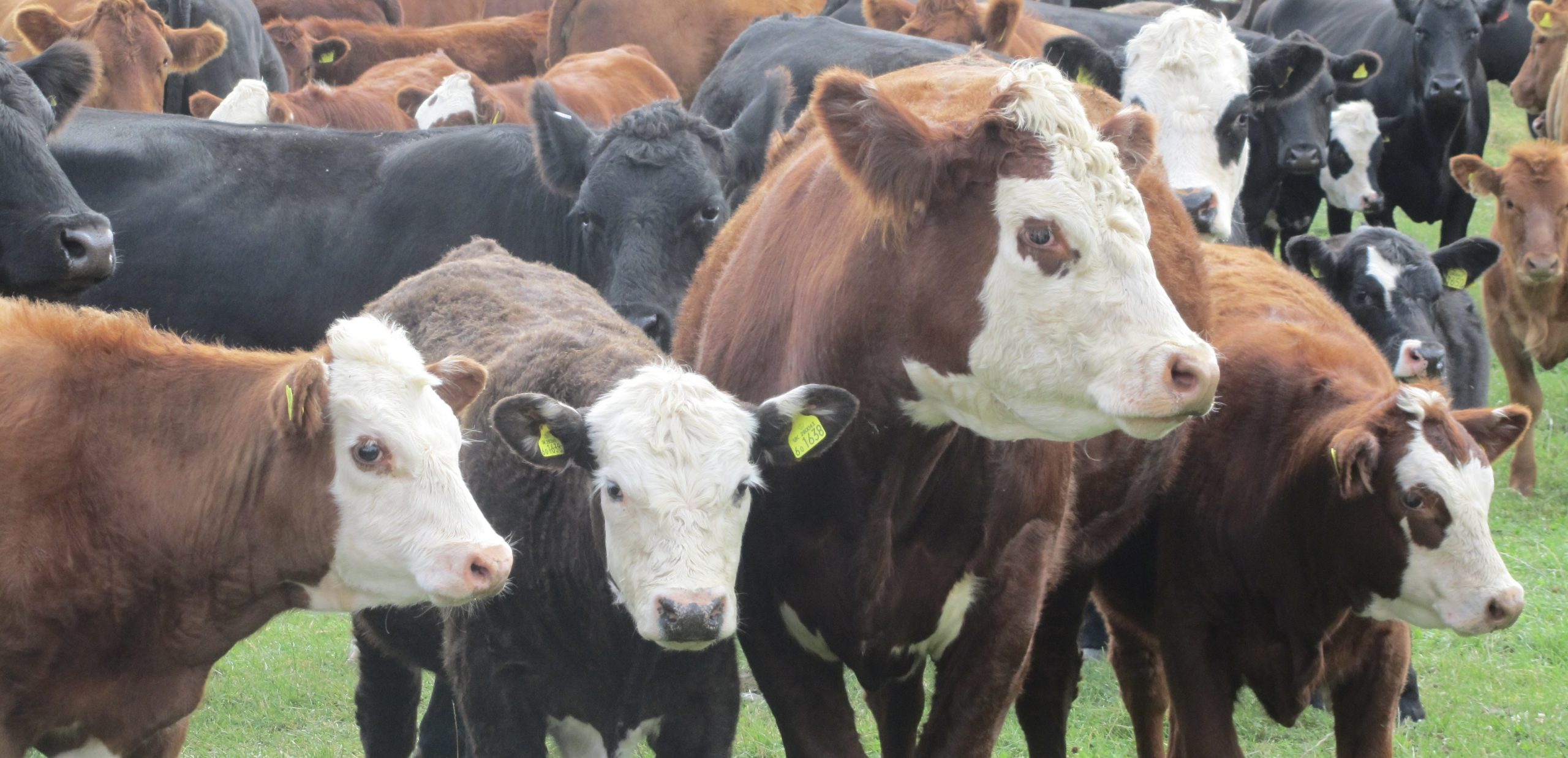 COWS & SCOPS say testing before treating for liver fluke advisable ...